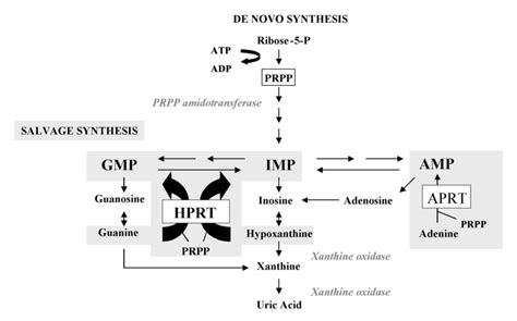 Purine Synthesis