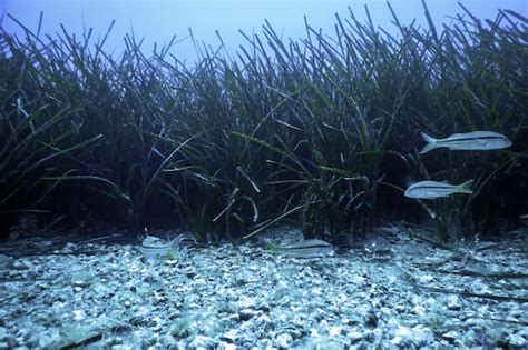Premium Photo Sea Grass Underwater Green Sea Grass