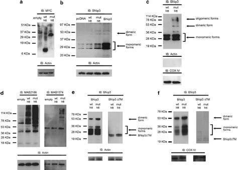 Analysis Of Bnip3 Levels In Cell Culture Models Expressing Mutant Htt