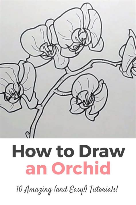 Amazing And Easy Step By Step Tutorials Ideas On How To Draw An Orchid With Pencils And