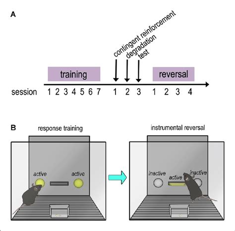 timeline and schematic of instrumental training and reversal task