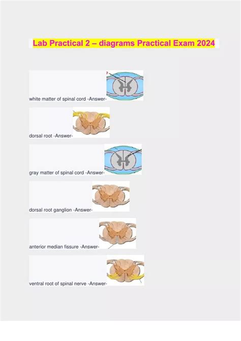 Lab Practical 2 Diagrams Practical Exam 2024 Lab Practical 2 Stuvia Us