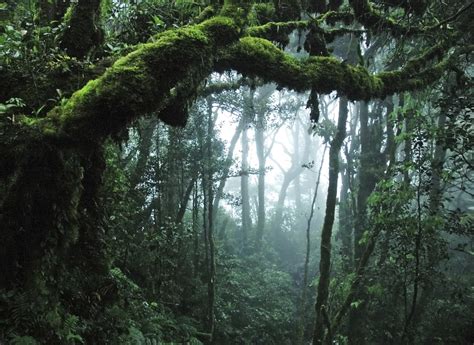 What Types Of Trees Grow In The Jungle Sciencing