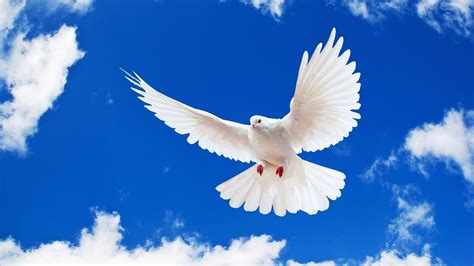 Обои Голубь мира картинки Обои для рабочего стола Голубь мира фото из альбома животные