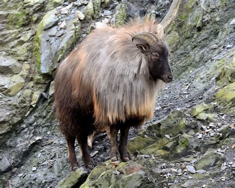 Himalayan Tahr Facts Critterfacts