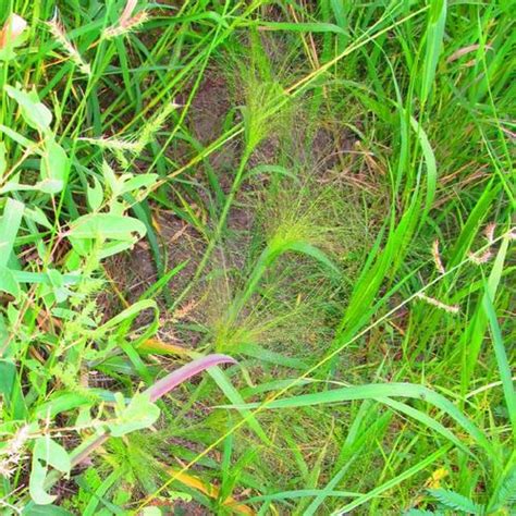 Fall Panicgrass Panicum Dichotomiflorum