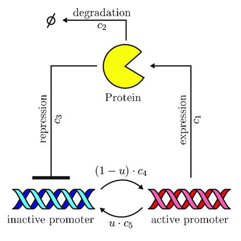 Gene Regulation Simple At Virginia Mullins Blog