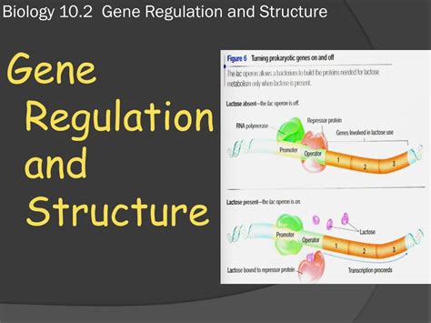 Regulation Examples Biology At Thomas Simpson Blog