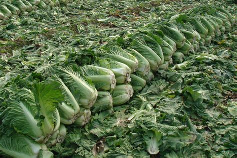 京津冀白菜价格暴跌菜农无奈弃收 视频中国