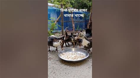 চিনা চিলা হাসের বাচ্চা খাবার খাচ্ছে Youtube