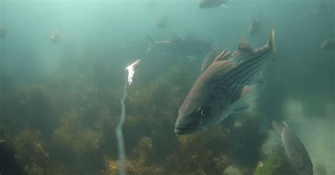 Amazing Underwater Footage Of Striped Bass Chasing An Eel