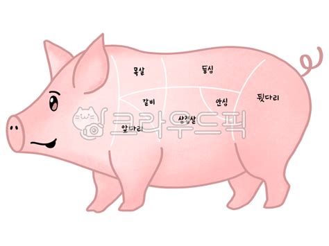 돼지일러스트 돼지부위 고기부위 돼지그림 돼지부위일러스트 사진이미지일러스트캘리그라피 고양이고씨작가
