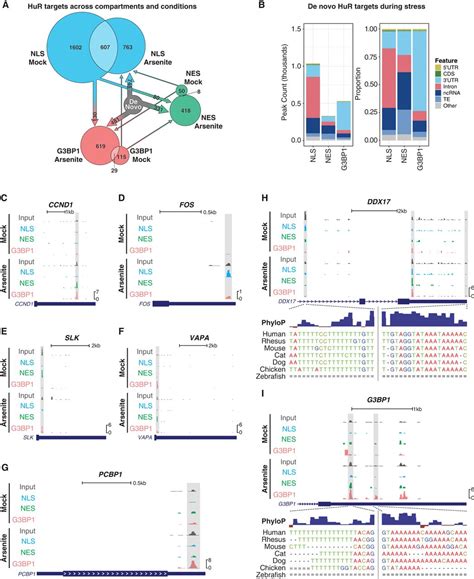 Mapping Rna Protein Interactions With Subcellular Resolution Using Colocalization Clip