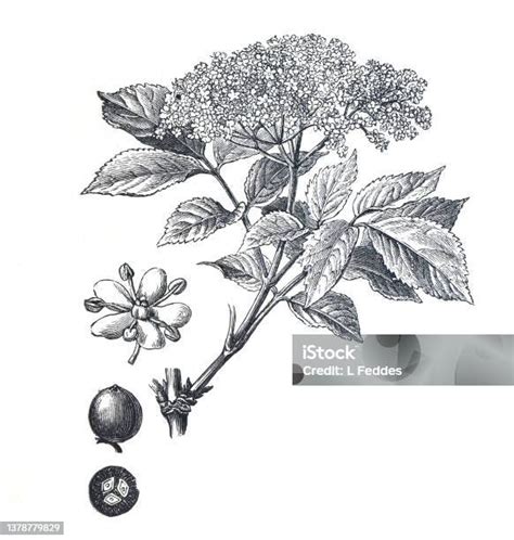 삼부커스 니그라 식물또는 장로 엘더베리 블랙 엘더 유럽 장로 유럽 엘더베리 유럽 블랙 엘더베리 및 트램맨 공장 손으로 그린 그림 말오줌나무에 대한 스톡 벡터 아트 및 기타