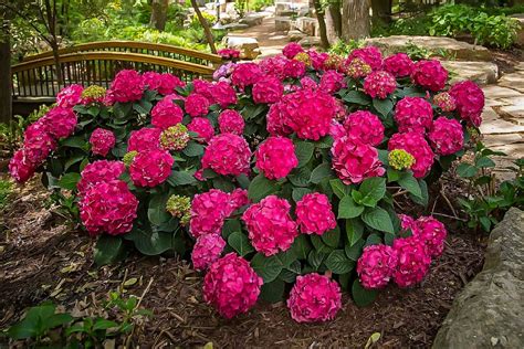 Summer Crush Hydrangea