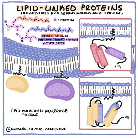 Lipid Linked Proteins