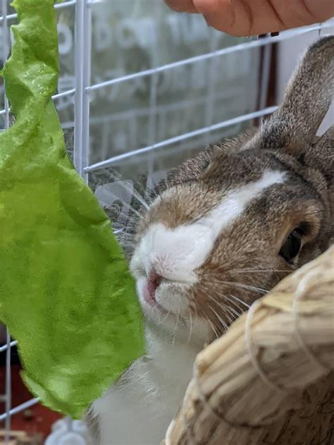 Mouf A Compilation Rrabbits