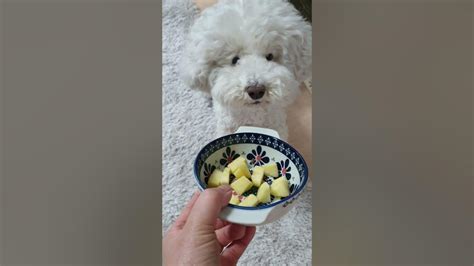 사과좋아하는 푸들 귀여운강아지 털친구 강아지 멍멍이 댕댕이 Youtube