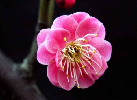 十大名贵品种梅花 梅花品种排名及图片 名贵梅花 第2页 大山谷图库