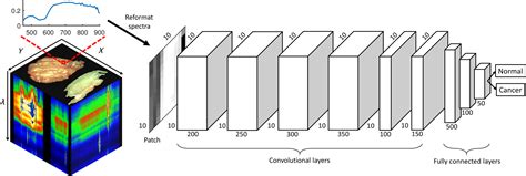 Deep Convolutional Neural Networks For Classifying Head And Neck Cancer Using Hyperspectral Imaging