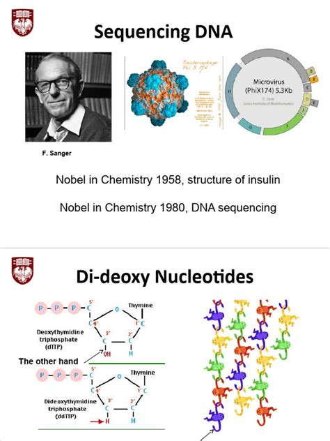 3 Dnasequencingsequencer Pwrpt File Pdf Dna Sequencing Primer Molecular Biology