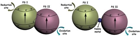 Schematic Diagram Of Z‐scheme Heterojunction Without Left And With Download Scientific