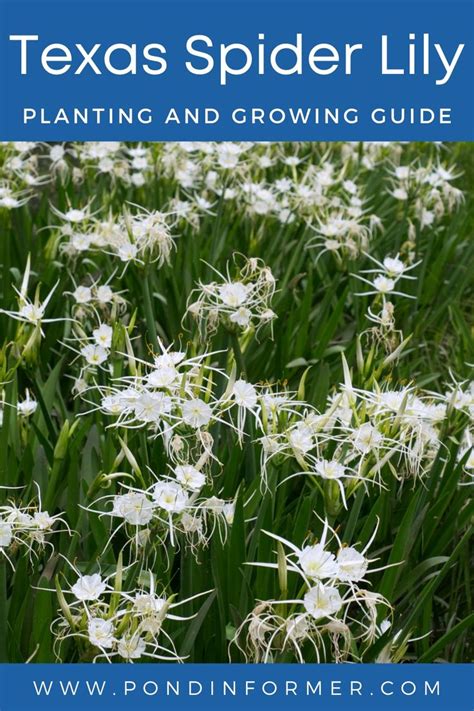 How To Plant And Grow Texas Spider Lily Lily Plants Southern Garden