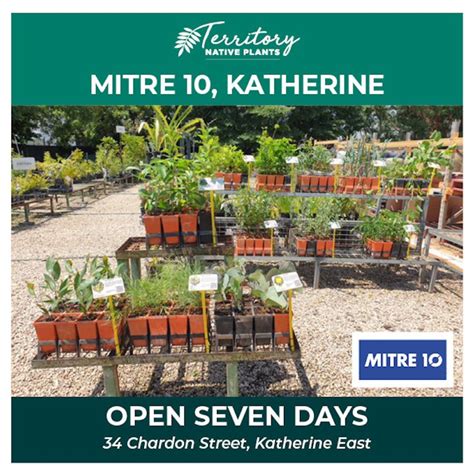 Bothriochloa Bladhii Forest Bluegrass — Territory Native Plants