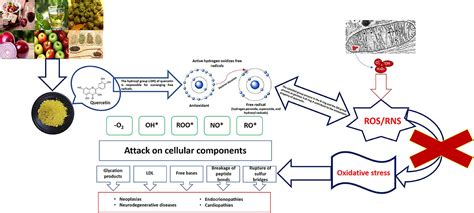 Quercetin Side Effects