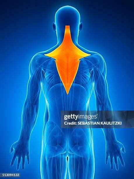 2 955 Back Muscles High Res Illustrations Getty Images