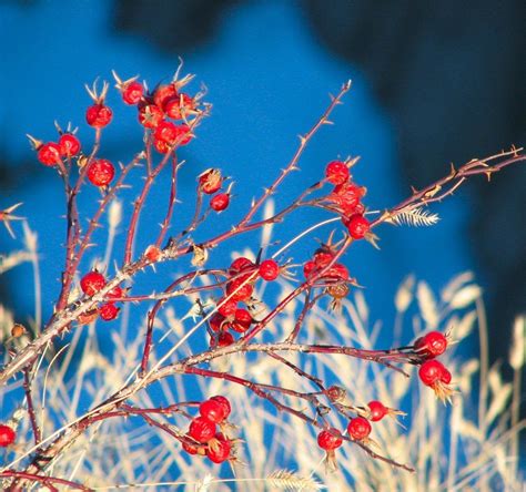 Conversie Xml Factura In Pdf Contabilitate Fiscalitate Monografii