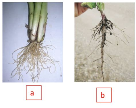 Lab Roots Stems And Leaves Flashcards Quizlet