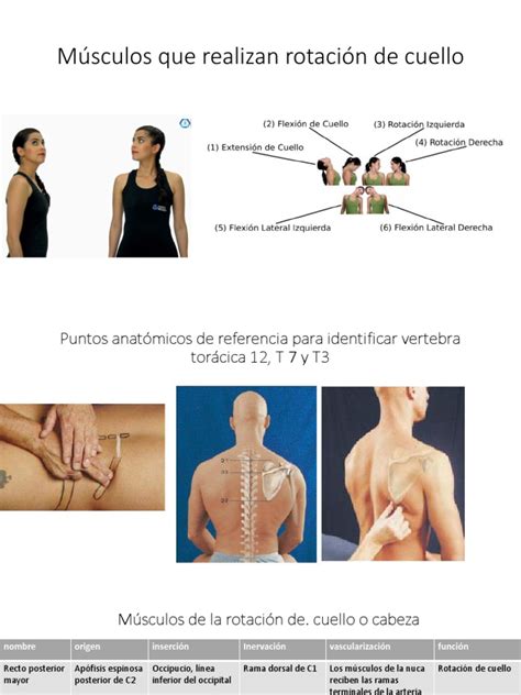 4 Musculos Rotacion Cuello Pdf Vértebra Tórax Anatomía Humana