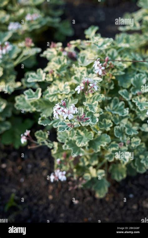 Pelargonium Graveolens Variegata Fotos Und Bildmaterial In Hoher