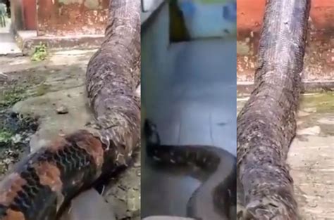 Video Longest And Heaviest Python On The Planet