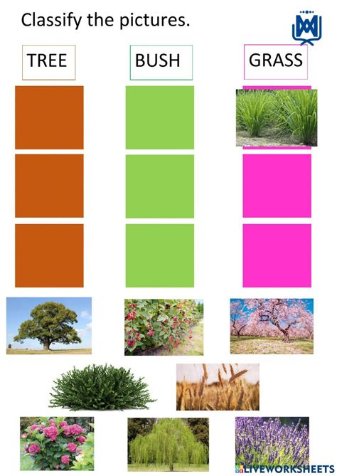 Different Types Of Trees And Shrubs Worksheet