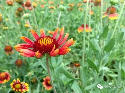 這個夏天不能錯過的磐安紅顏 每日頭條