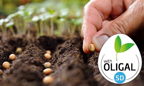 Oligal Sd Produsul Timac Agro Pentru Tratamentul De Sămânță Cotidianul Agricol