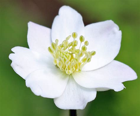 ニリンソウ 草の花図鑑 気ままに自然観察