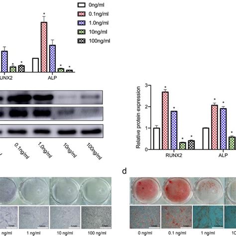 the effect of tnf α on osteogenic differentiation of hpdlscs a