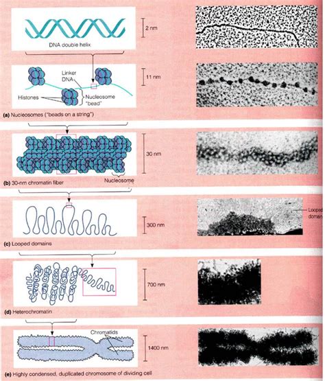 3d 基因组领域的重要进展：grid Seq 探索dna Rna的相互作用 知乎