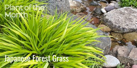 Japanese Forest Grass Illuminates The Garden Landmark Landscapes Inc