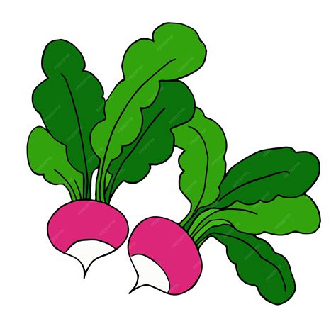 Premium Vector Turnip Radish Beetroot