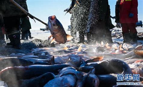 探秘查干湖，领略千年冬捕文化 新浪新闻