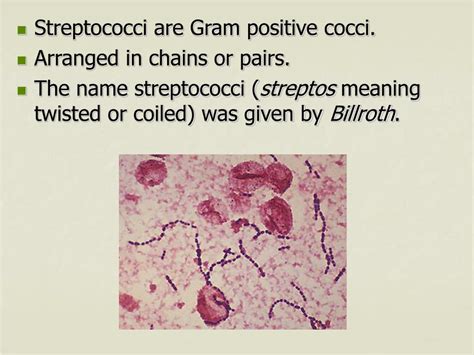 Ppt Streptococcus Powerpoint Presentation Free Download Id5596913