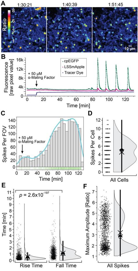 Calcium Oscillations In S Cerevisiae Ga Matryoshcamp6s Lines A