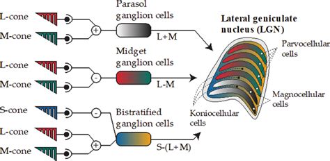Visual Processing In Der Lateral Geniculate Nucleus Lgn The Figure
