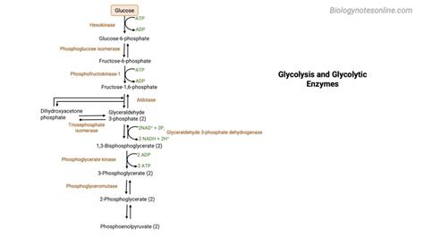 The Binomial Naming System Biology Notes Online