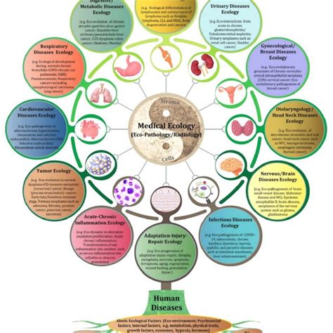 Medical Ecology Tree Is Constructed The Initiation And Progression Of