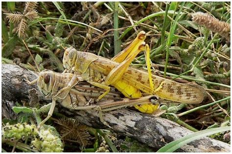 As Army Of Grasshoppers Enter From Pak To Feast On Standing Crops